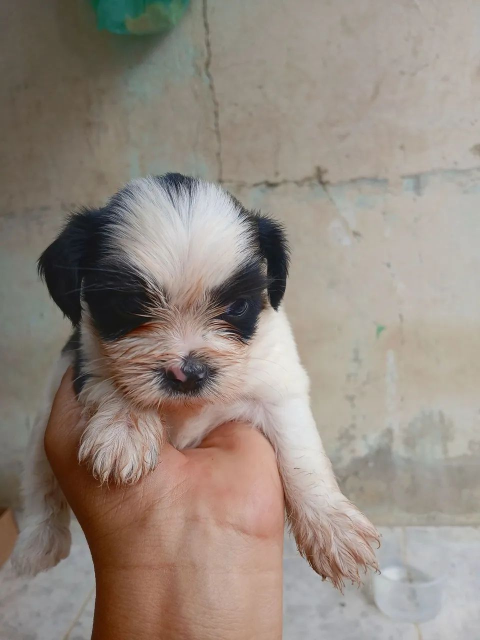 LHASA APSO FILHOTES _ A VENDA _ MENOR DA RAÇA - Cachorros - Santa Cruz ...