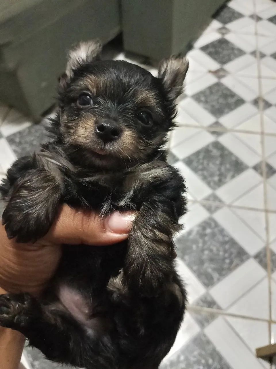 Yorkshire - Cachorros - Boca da Mata, Salvador 1472142820 | OLX