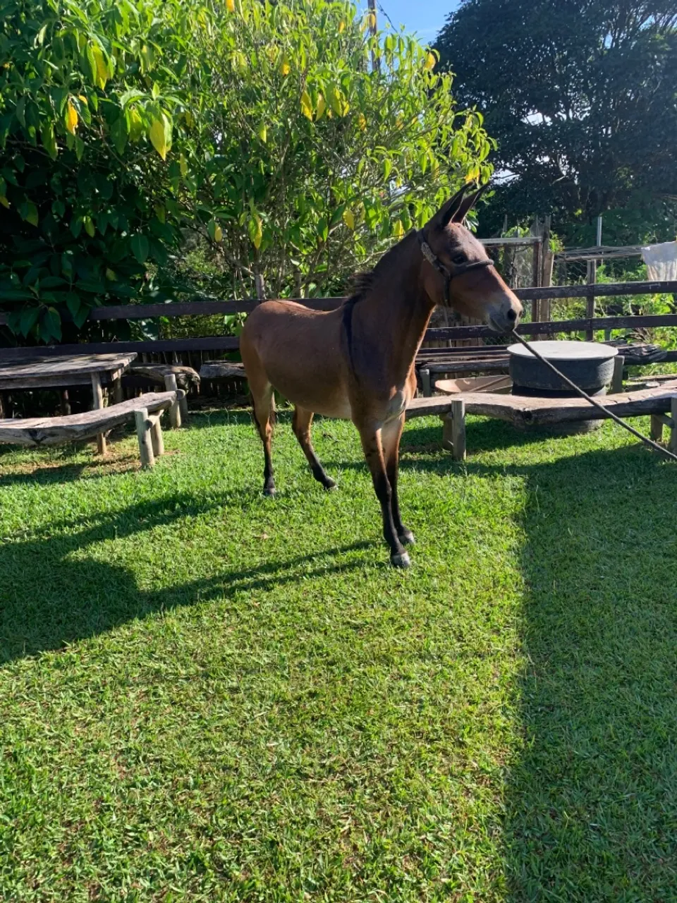 Cavalos em Minas Gerais