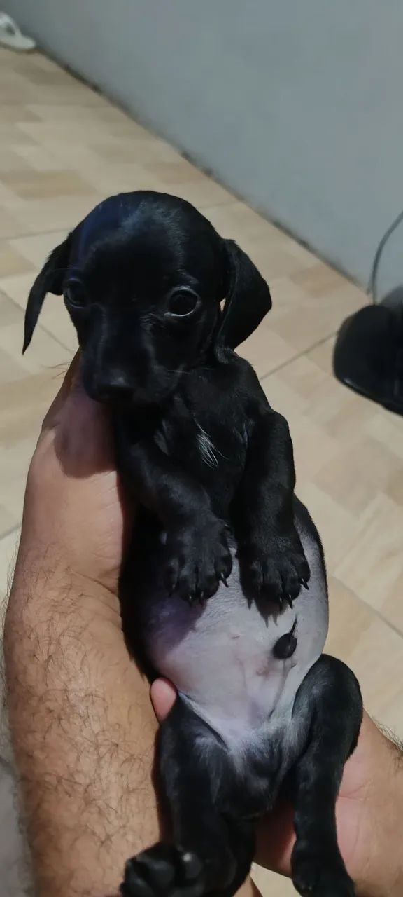 Filhote de dachshund macho (salsichinha) - Cachorros - Fazenda da Barra ...