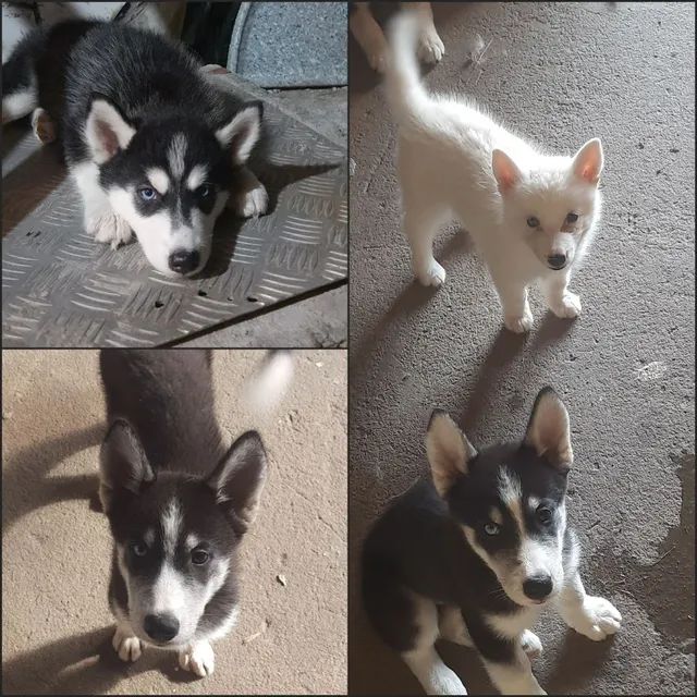 "filhote husky puro" no Brasil