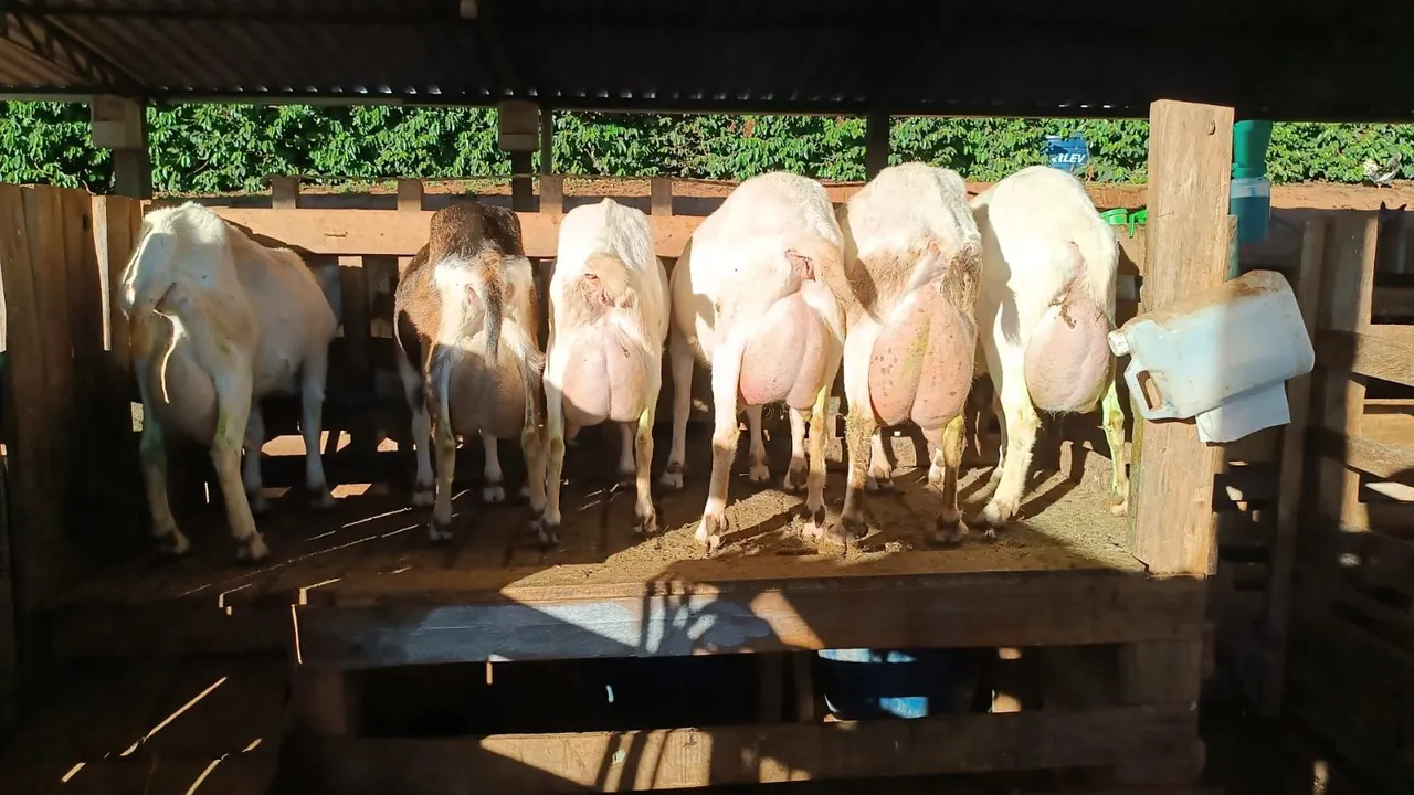 "bodes e cabras" no Brasil