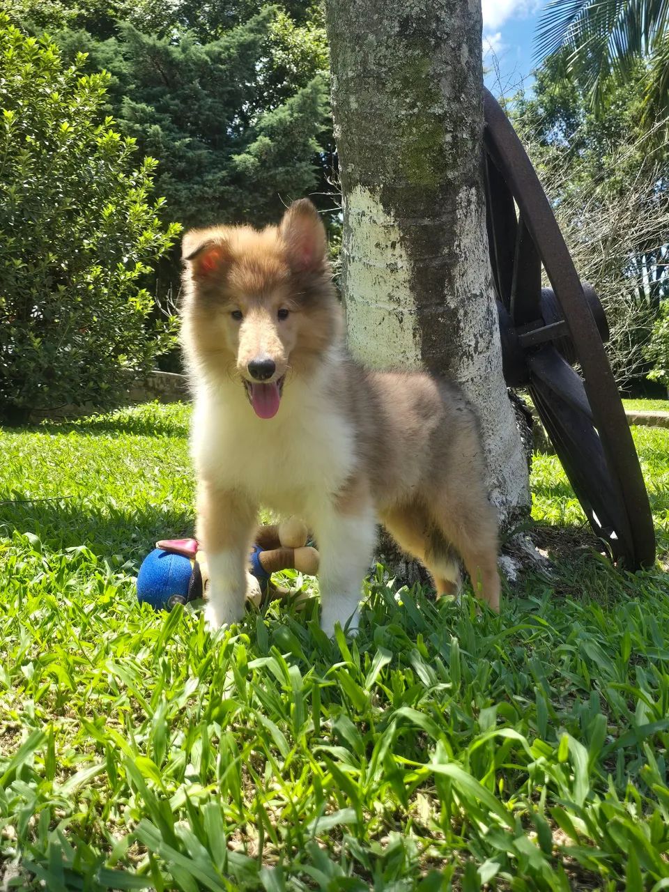 Rough Collie macho - Cachorros - Centro, Viamão 1469028702 | OLX