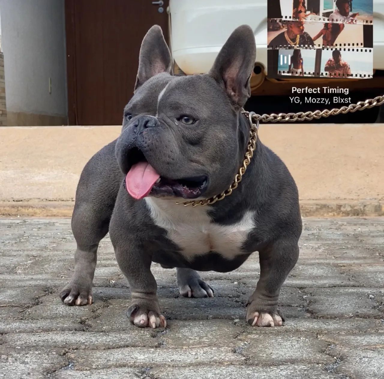 América Bully nano - Cachorros - Guará II, Brasília 1426647355 | OLX