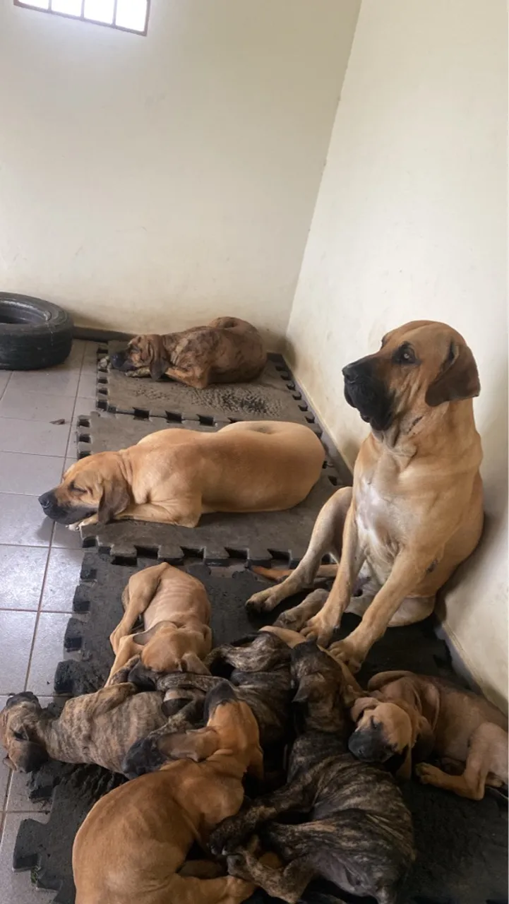 "filhote fila" - Cachorros no Brasil