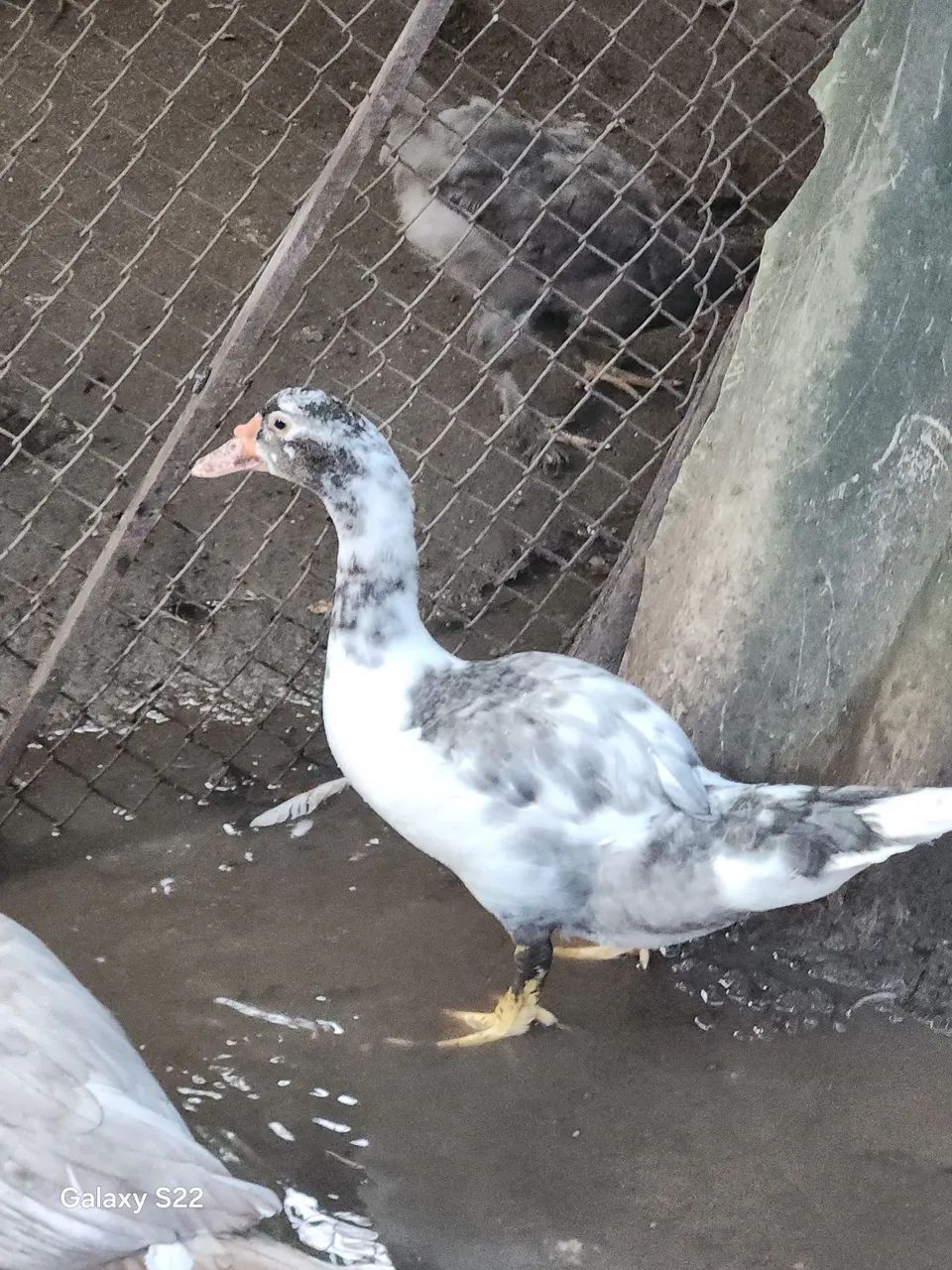 Patos machos - Cachorros - Guaxindiba, São Gonçalo 1473247751 | OLX
