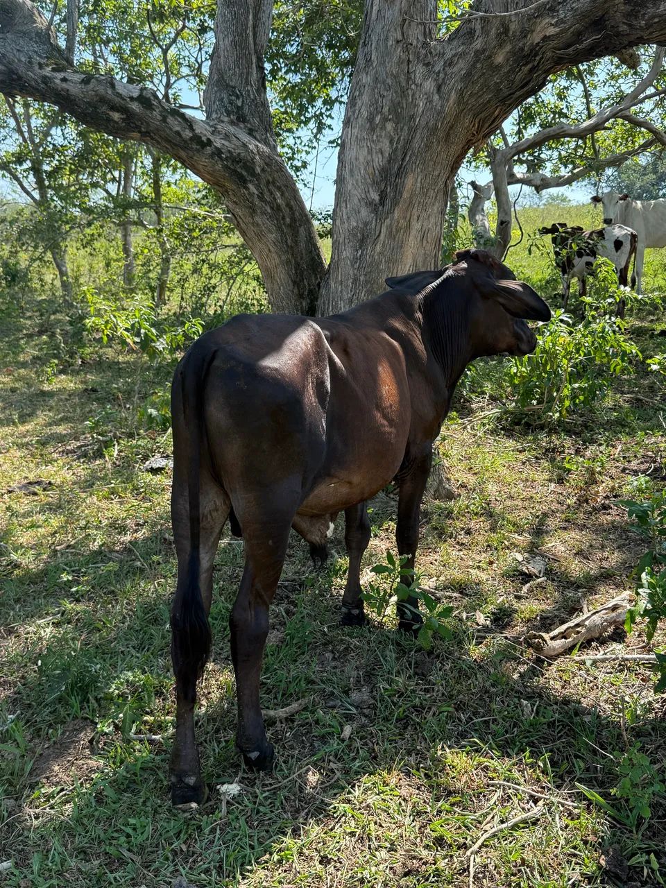 Garrote tourinho 1/2 sindi - Animais para agropecuária - São Vicente De ...