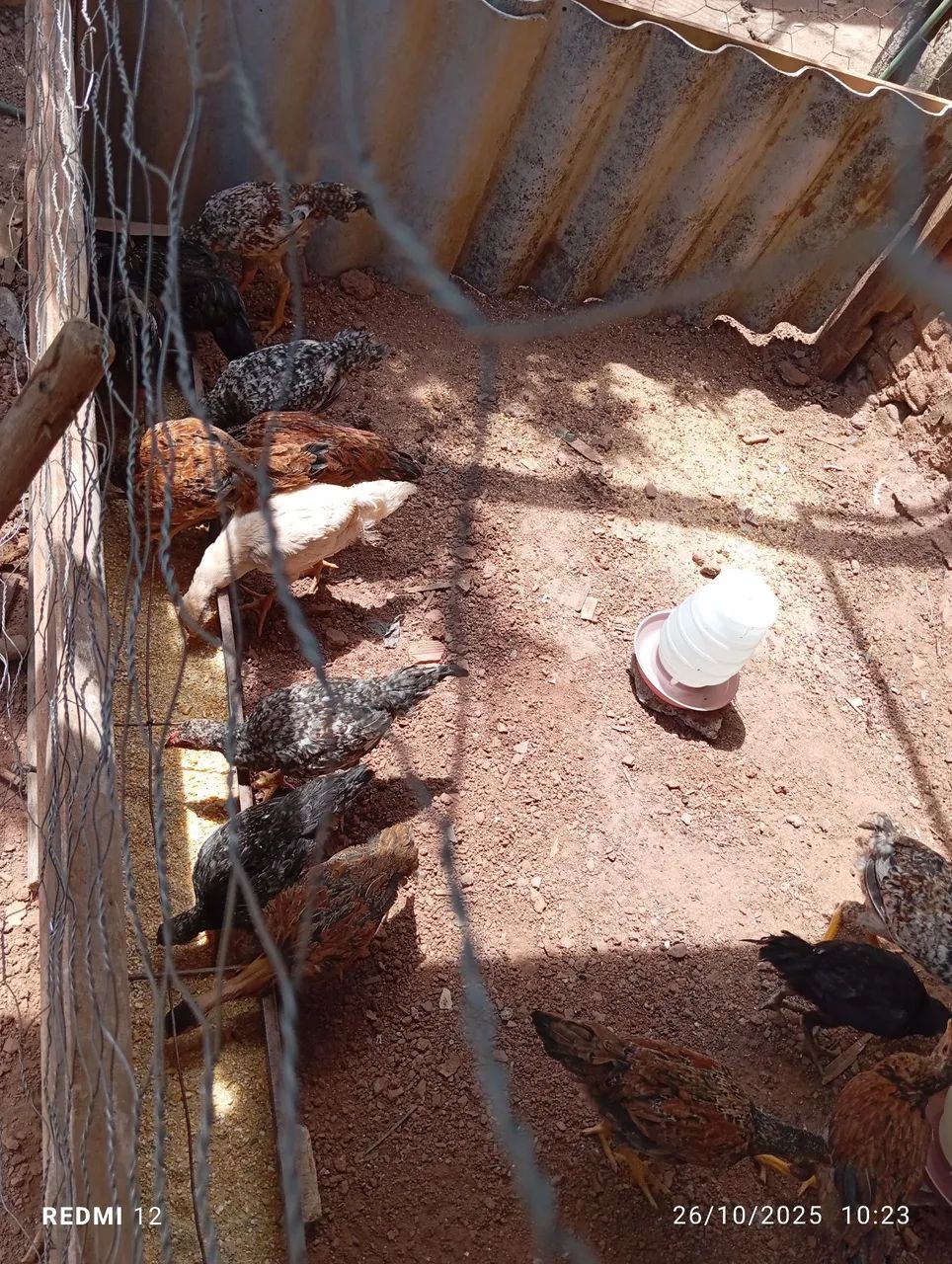 Lote de frangos e frangas caipira - Outros animais - Vila Maria Luiza ...