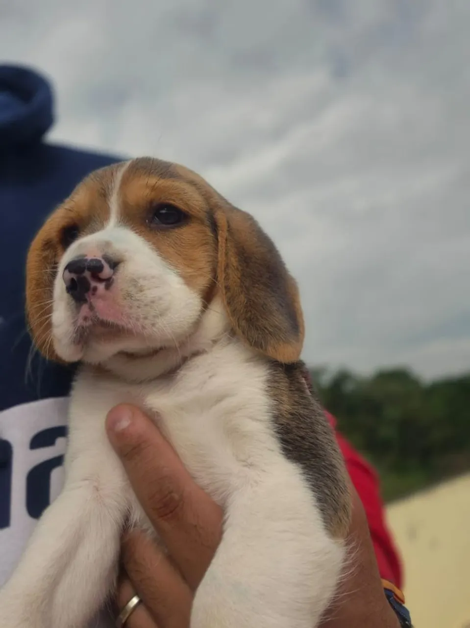 "filhotes de cachorros beagle" - Cachorros no Brasil