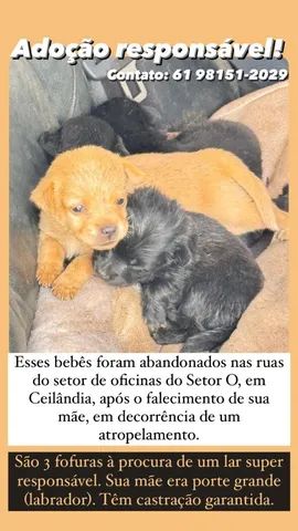 "labrador caramelo femea" no Brasil