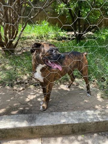 "cachorro box" no Brasil