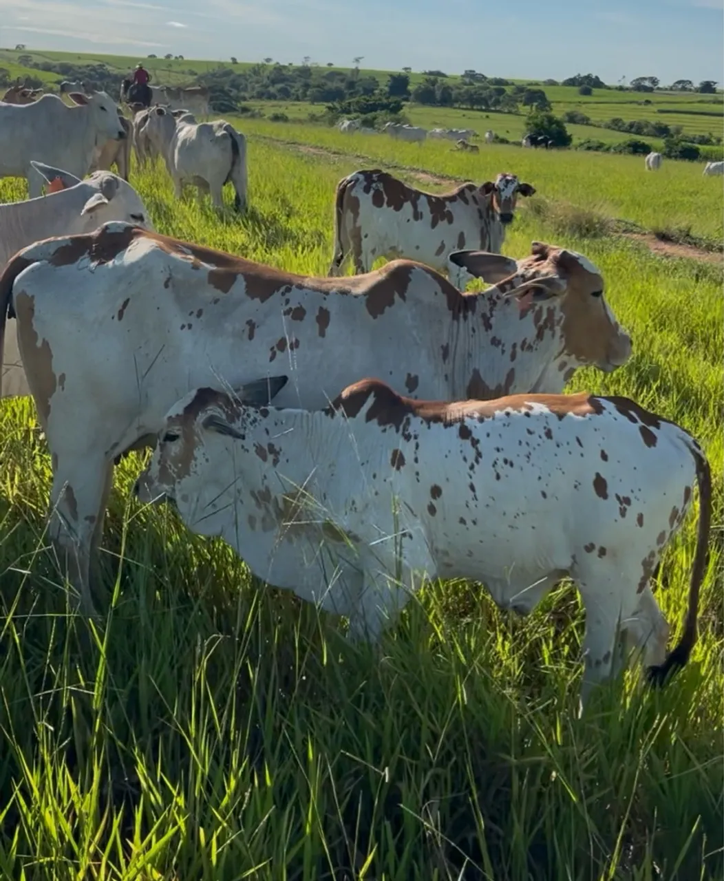 "bezerro nelore" - Animais para agropecuária no Brasil