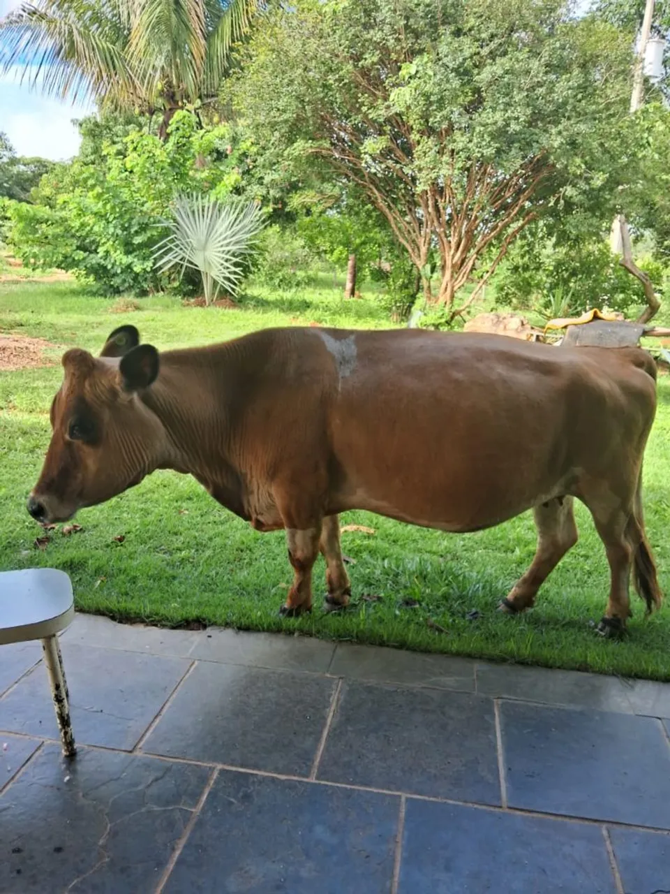 "mini vaca" - Animais para agropecuária no Brasil