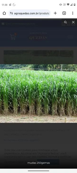 Capim Açu,capim para silagem