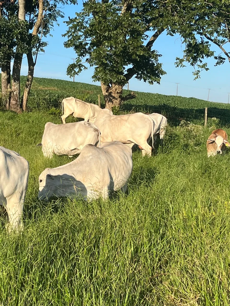 "vaca nelori" no Brasil