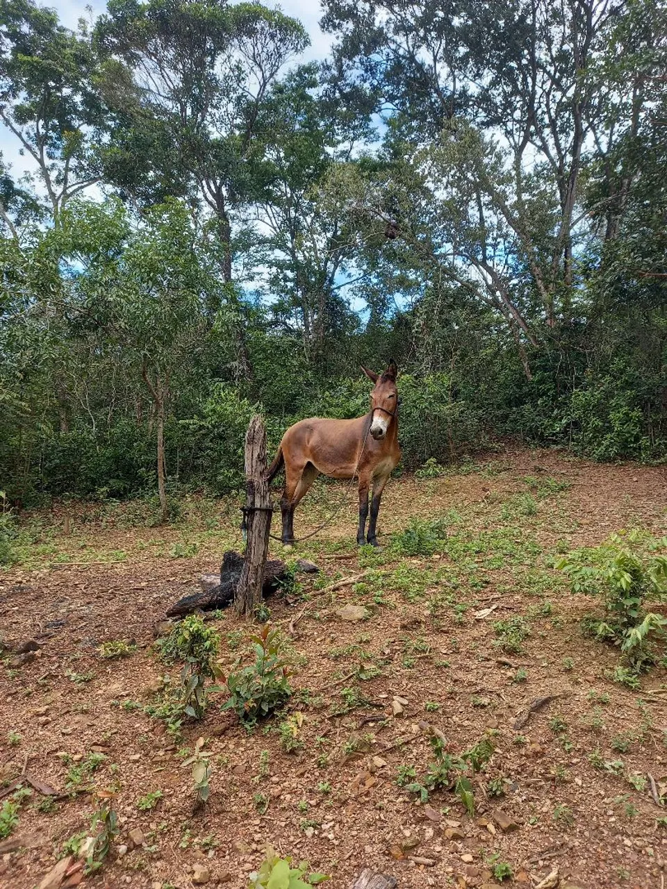 "uma mula" no Brasil