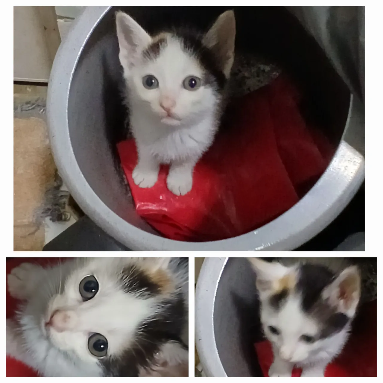 "gata tricolor" - Gatos no Brasil