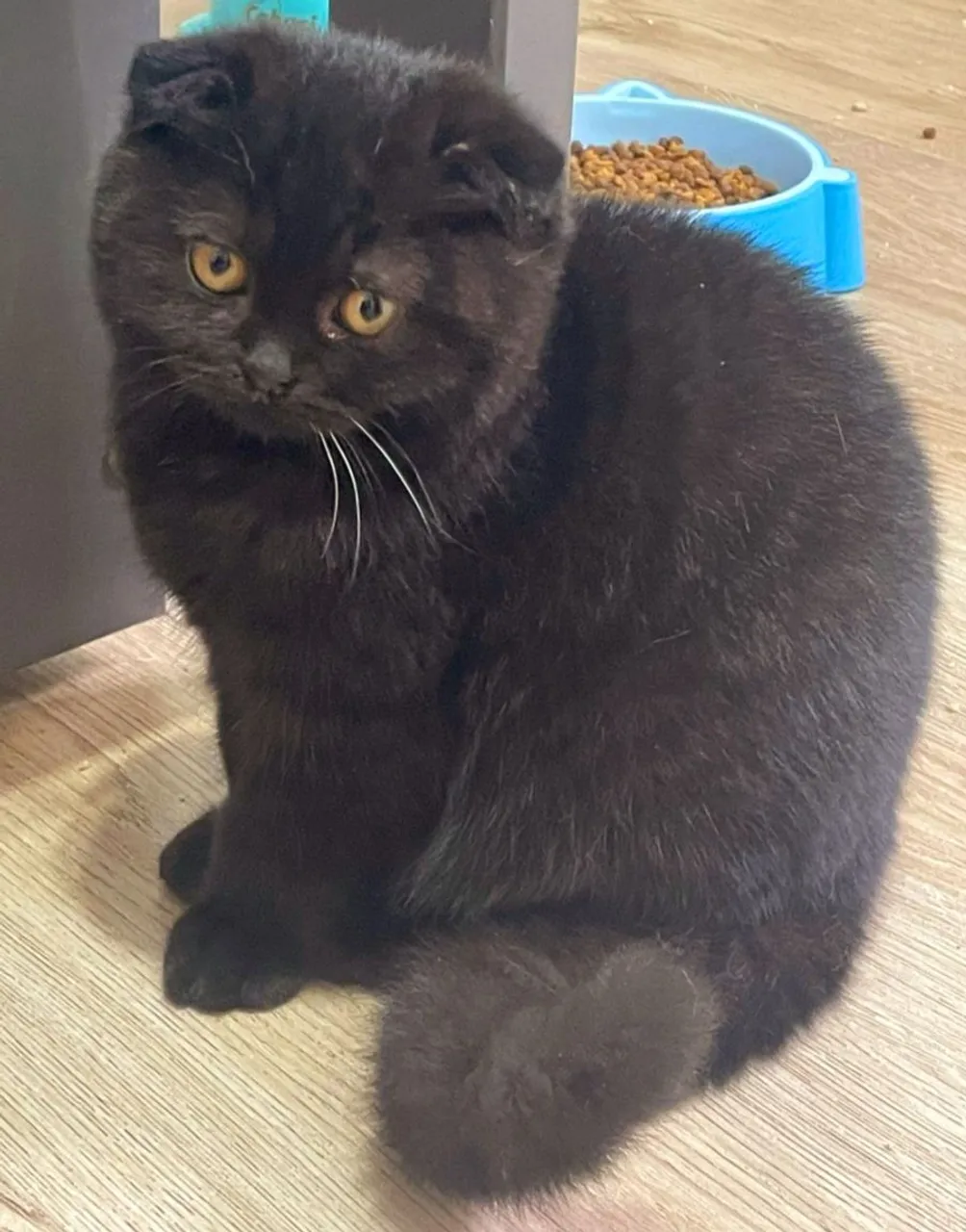 "gatos scottish fold" - Gatos no Brasil