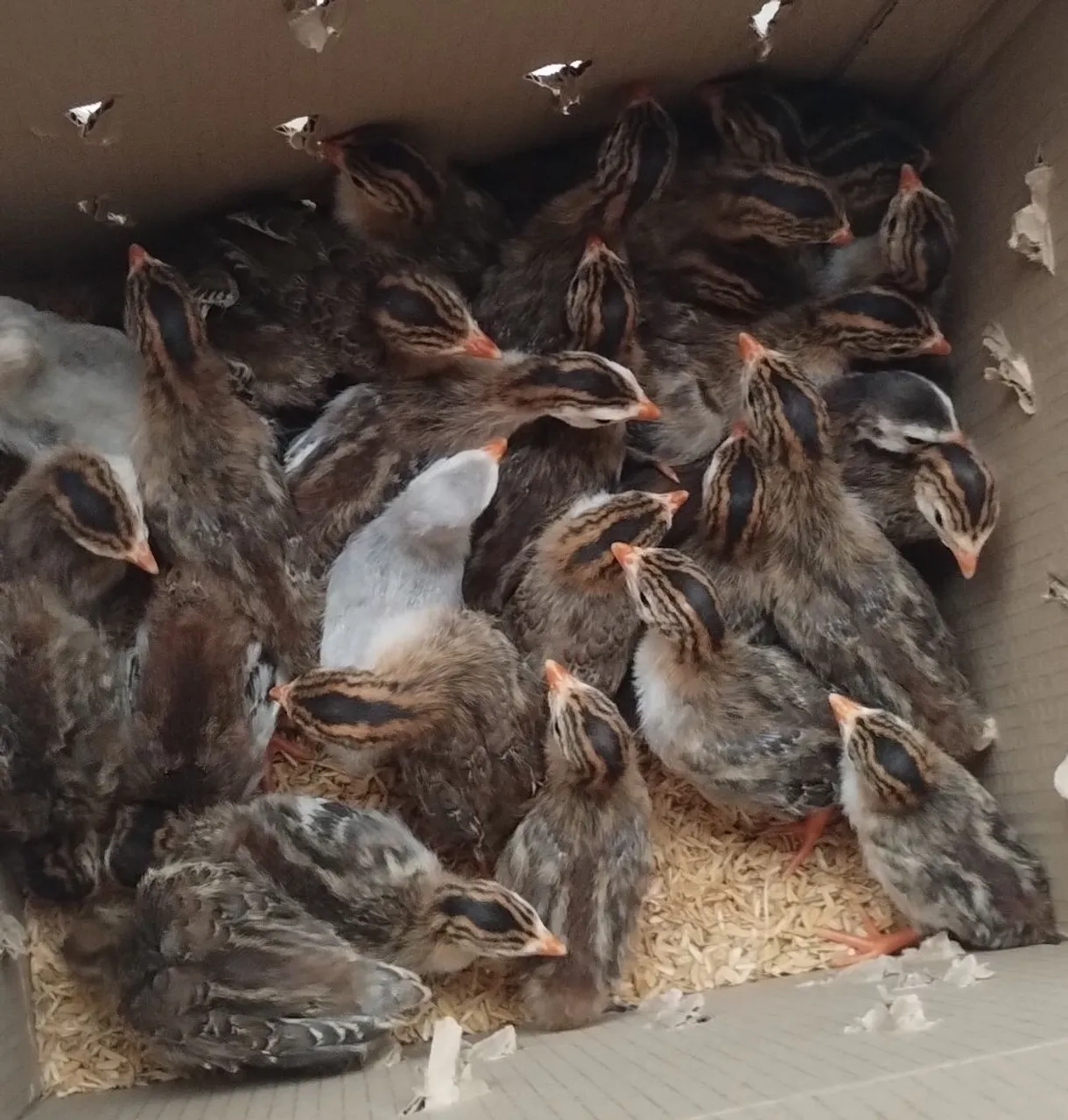 "galinha da angola" - Outros animais no Brasil