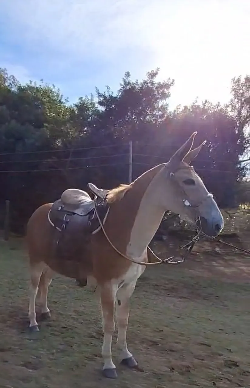 "uma mula" no Brasil