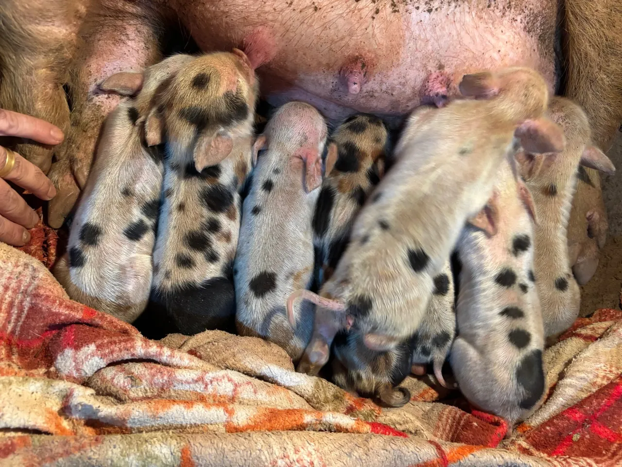 "filhotes de porcos" - Outros animais no Brasil