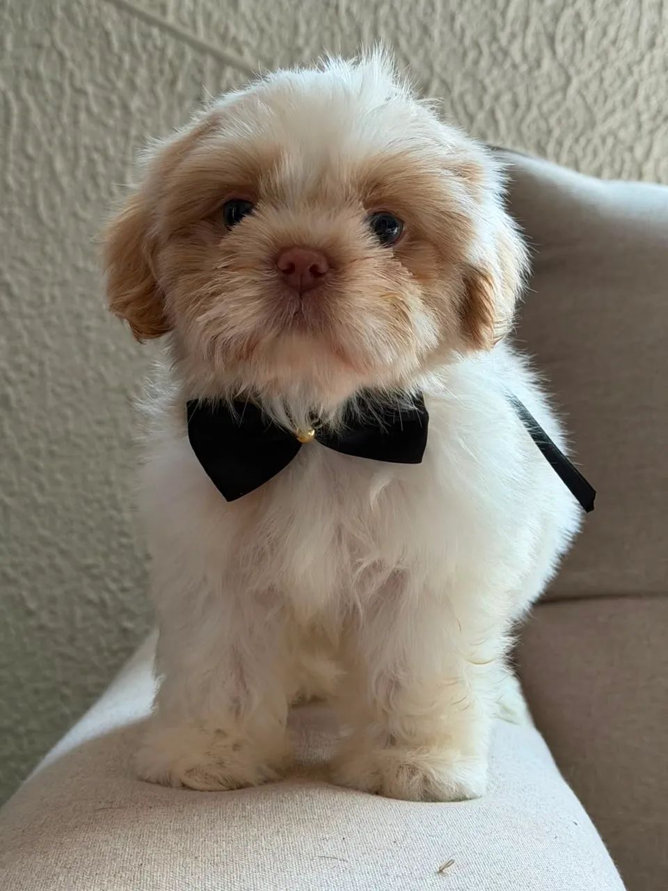 Shih tzu mini exótico - Cachorros - Porenquanto, Teresina 1505169671 | OLX