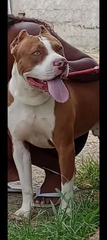 "pit bull apbt" no Brasil