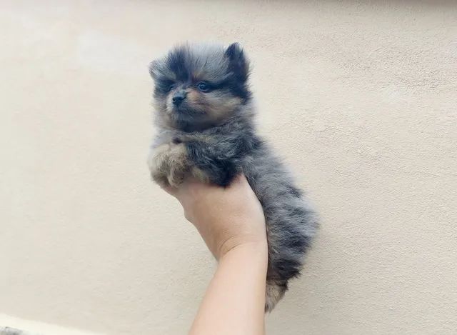 "spitz merle" no Brasil