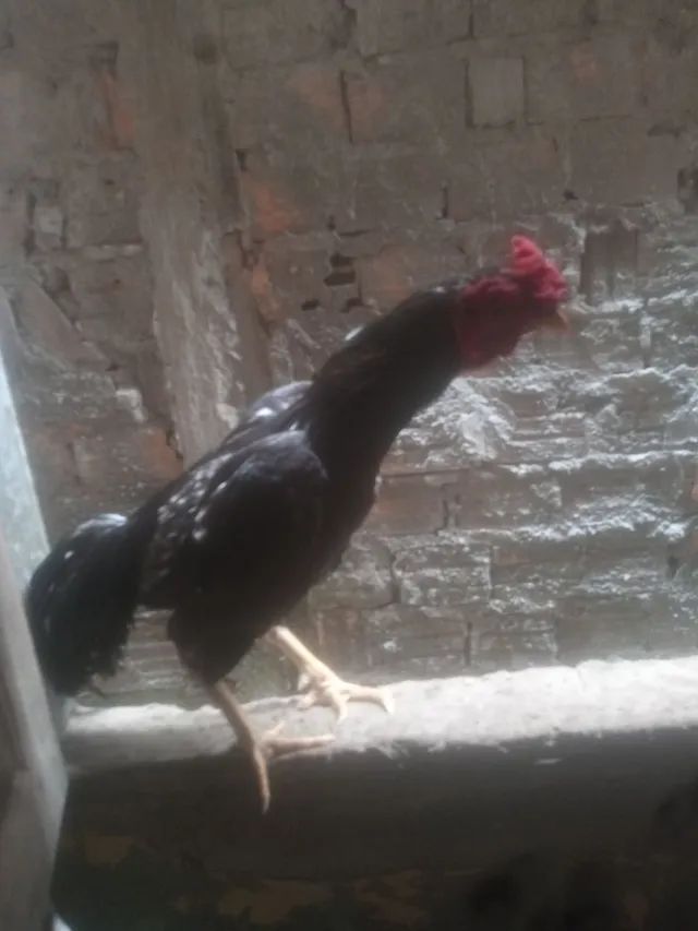 "galo mura" no Brasil