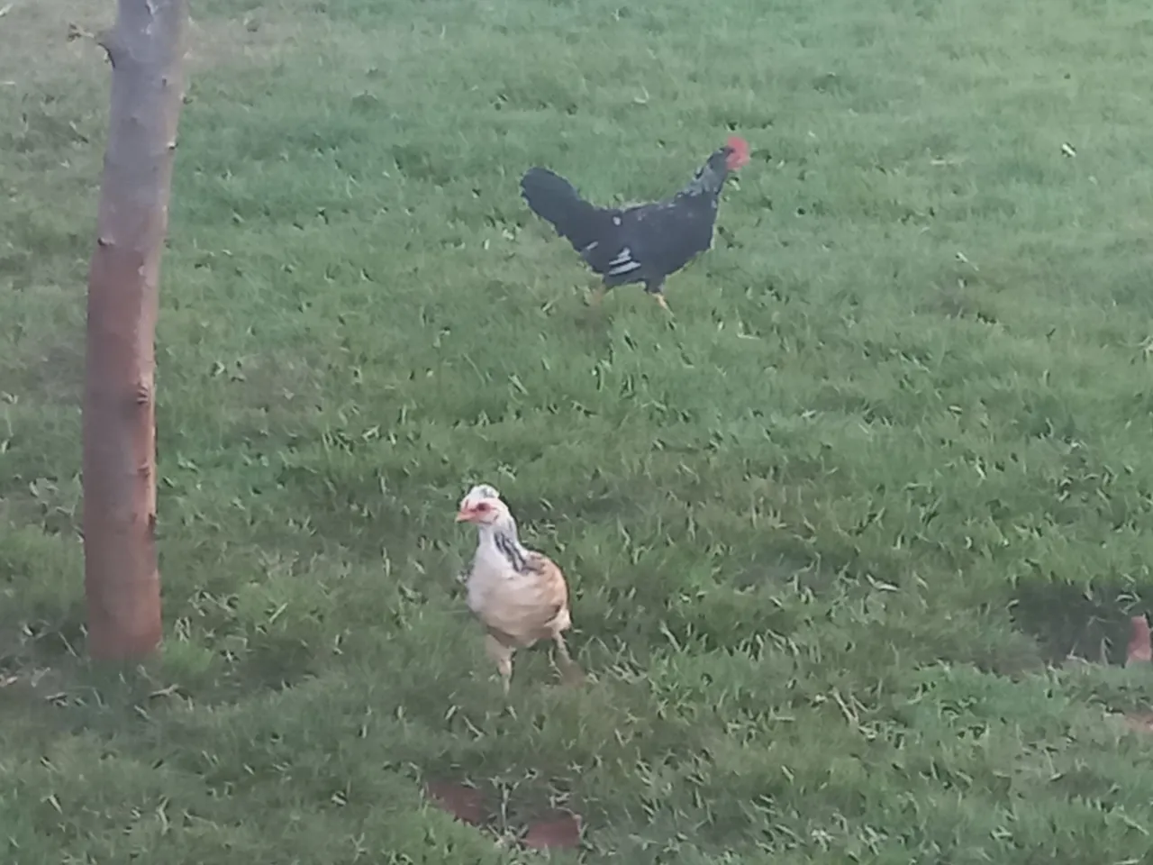 "galinha galize" no Brasil