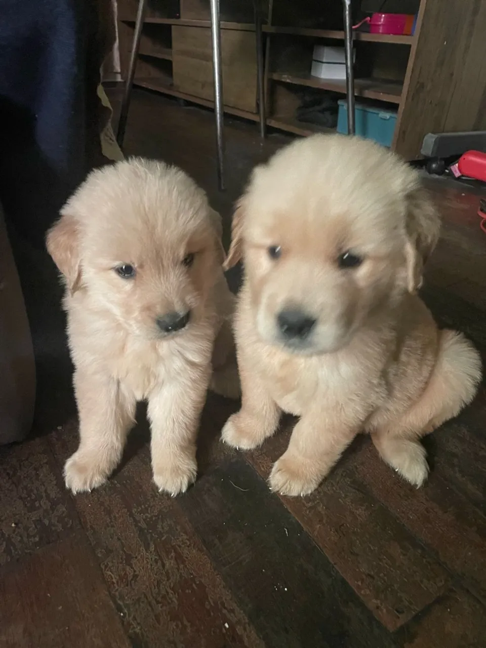 "filhotes de golden retriever" - Cachorros no Brasil