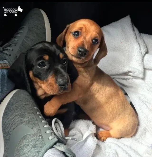 "cachorros base" no Brasil