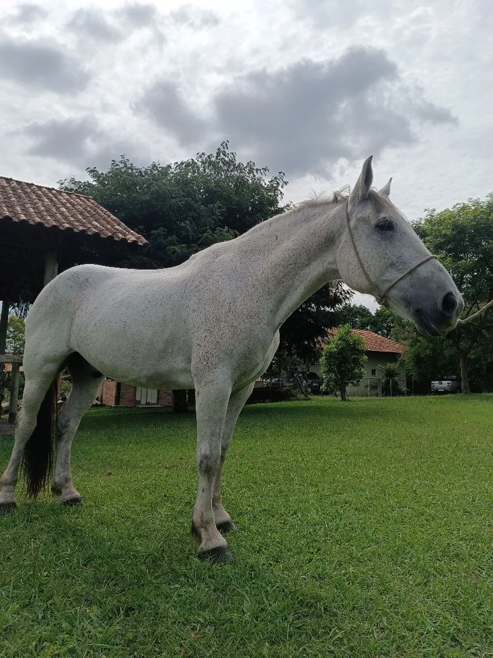 "percheron" no Brasil