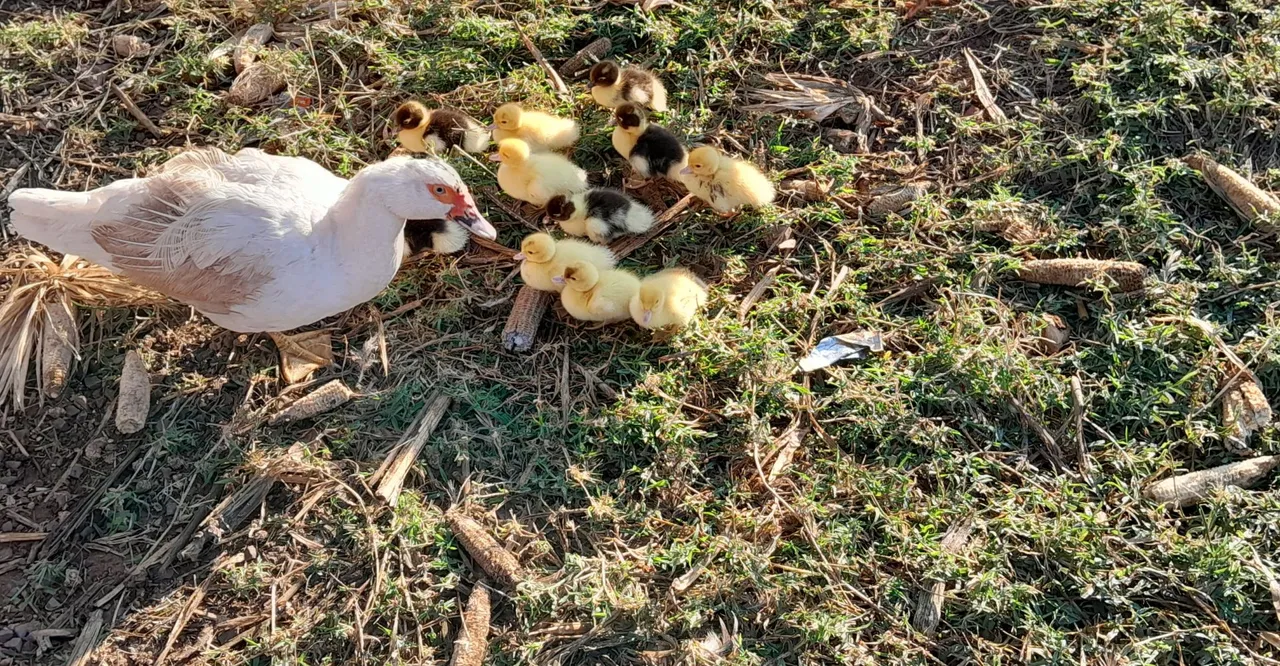 "filhotes de patos" - Outros animais no Brasil