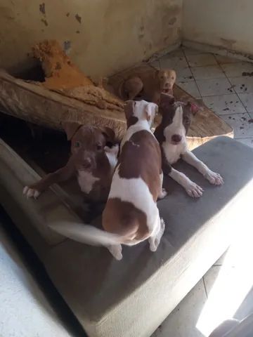 "filhotes de red nose" no Brasil