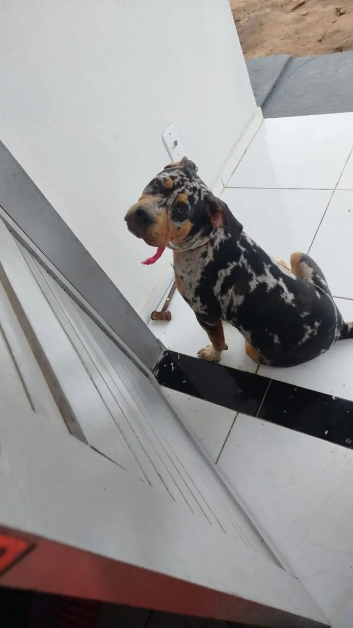 Pit Monster fêmea merle ( pedigree - Cachorros - Parque das Nações ...