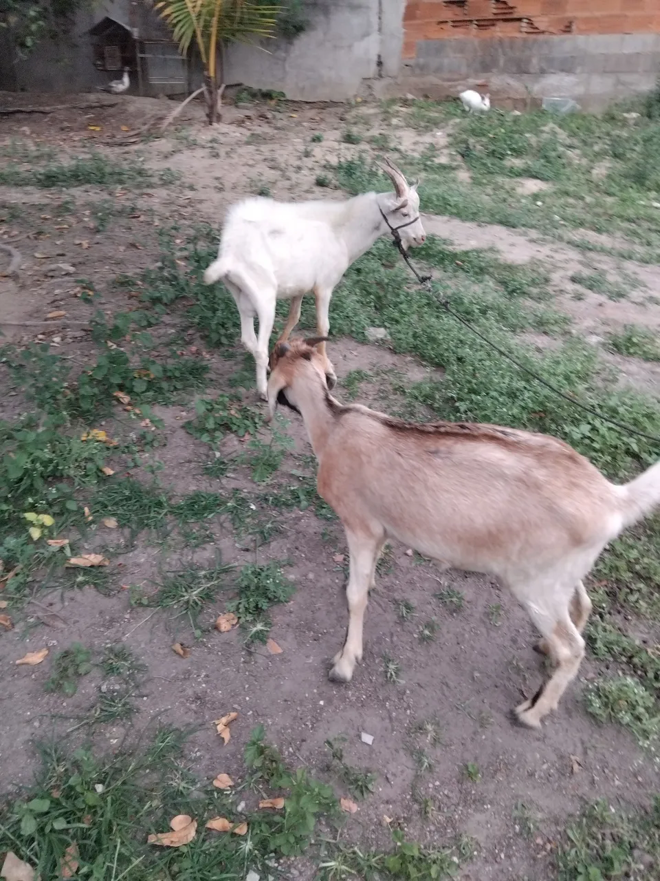 "bodes e cabras" no Brasil
