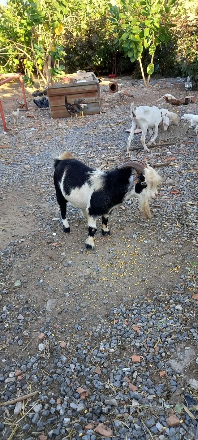 "mini cabras" no Brasil