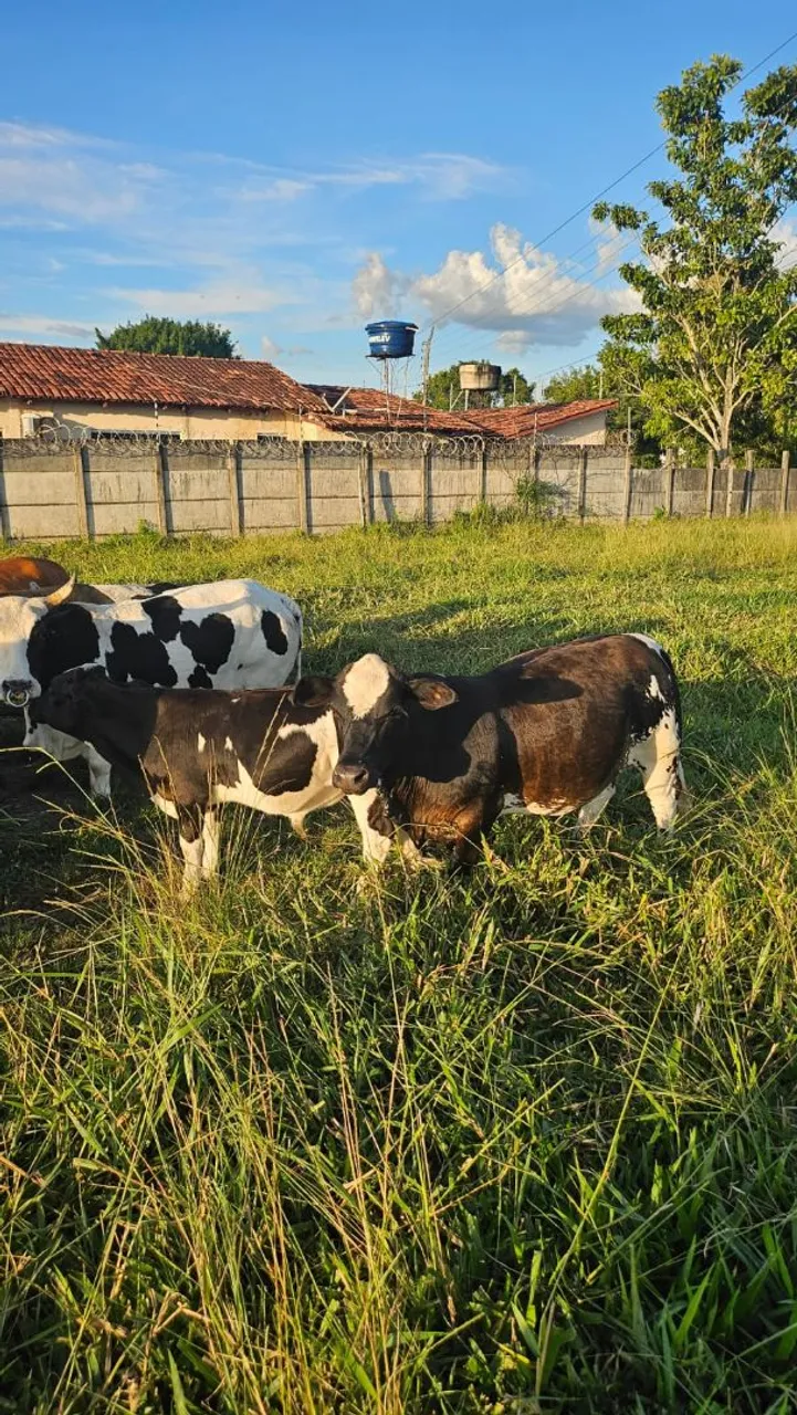 "mini vaca" - Animais para agropecuária no Brasil