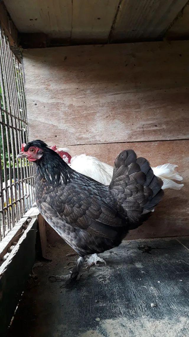 "galinhas garnizes" no Brasil