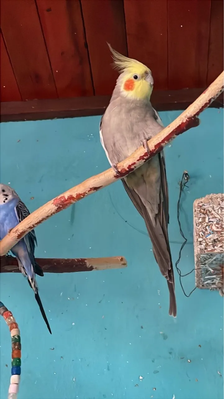 "calopsita filhote" - Outros animais no Brasil
