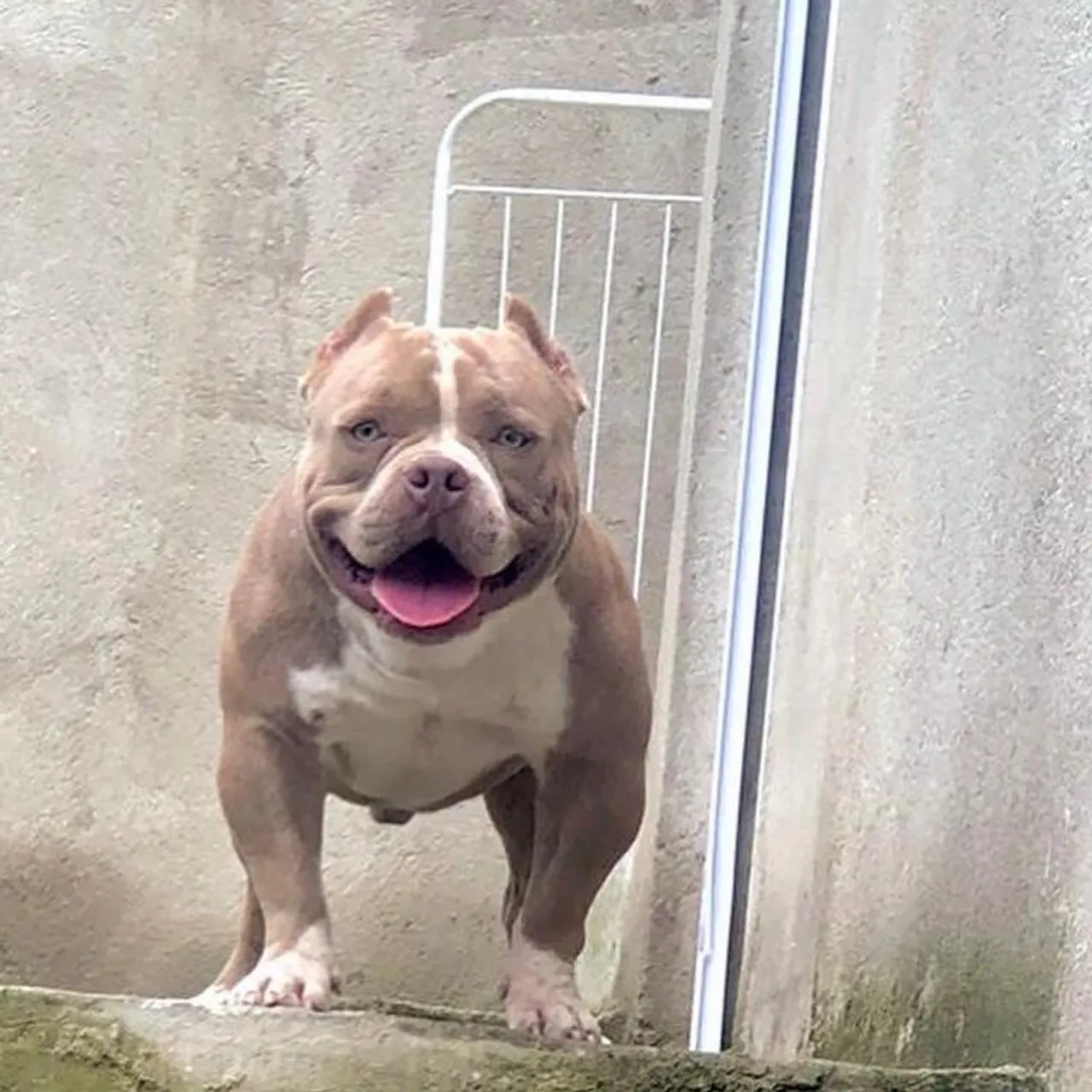 "american bully micro" - Cachorros no Brasil