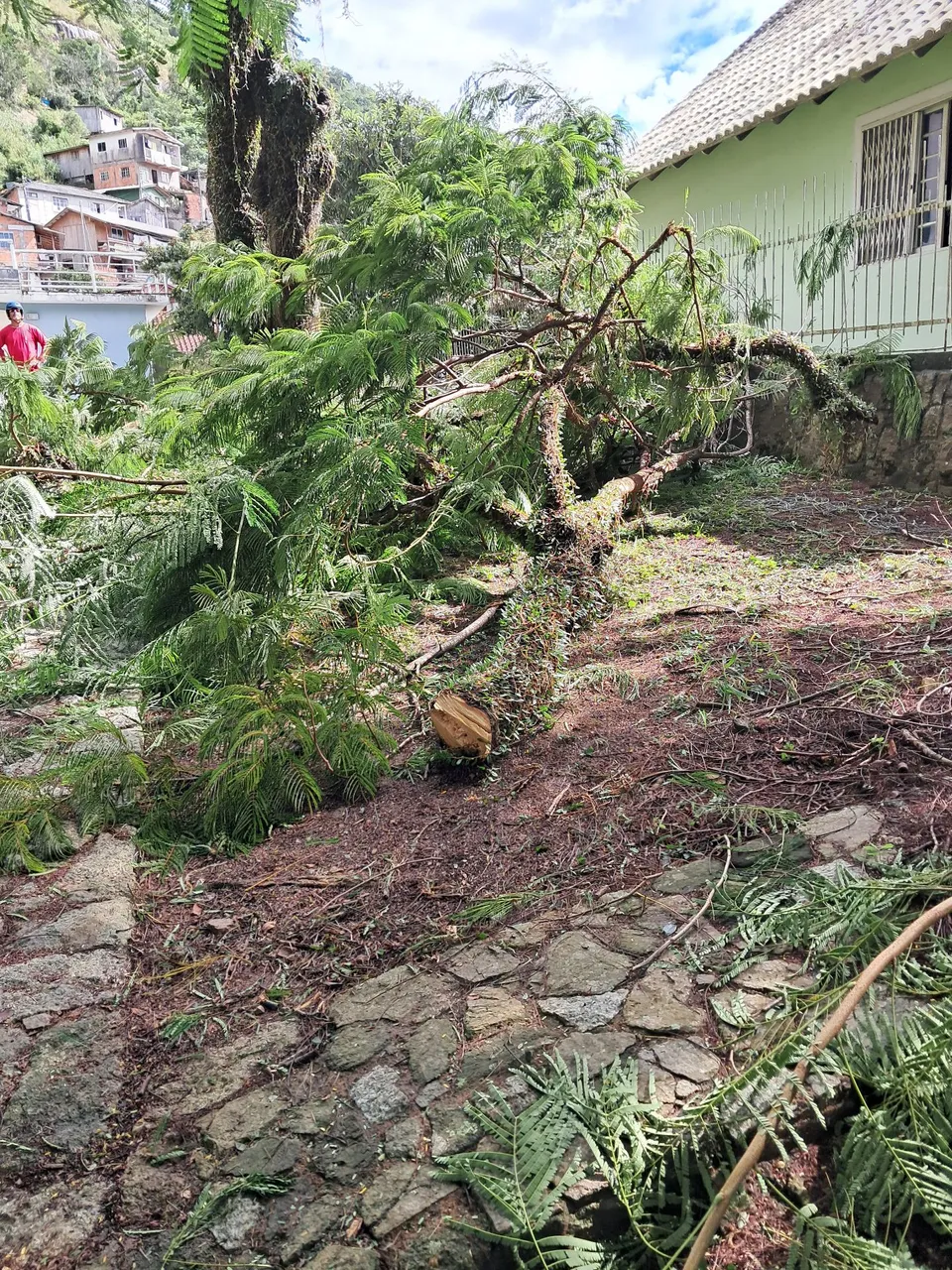 "tora de madeira" no Brasil