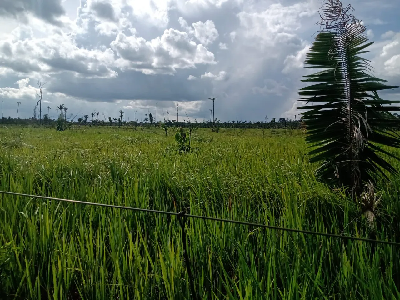 "fazenda 300 hectares" - Terrenos, sítios e fazendas no Brasil ...