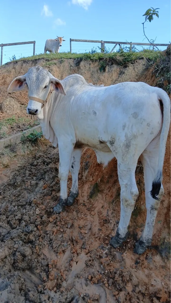 "bezerro nelore" - Animais para agropecuária no Brasil