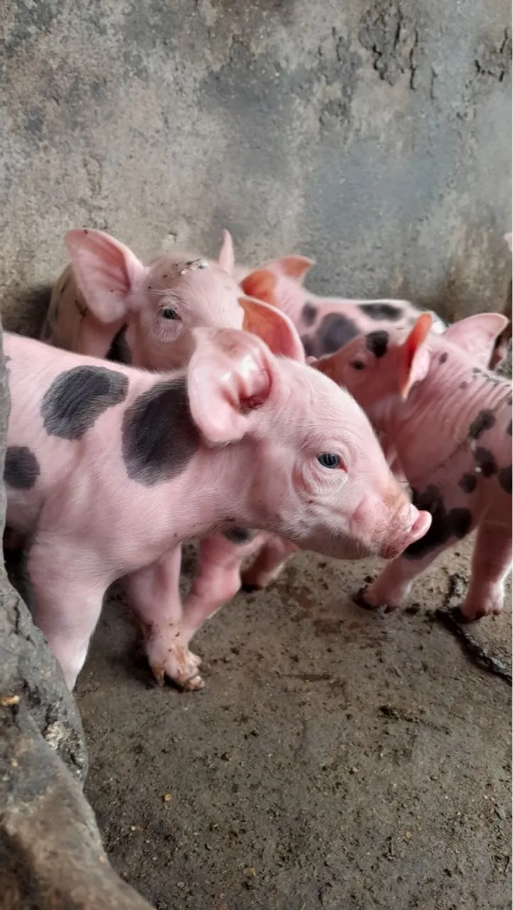 "filhotes de porcos" - Outros animais no Brasil