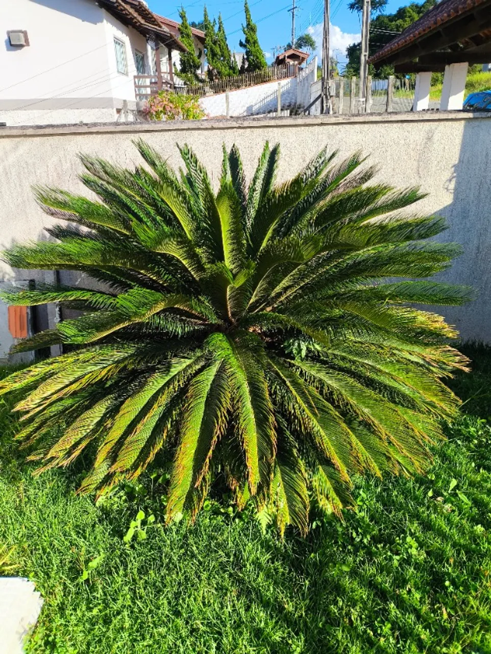 "planta sagu" no Brasil