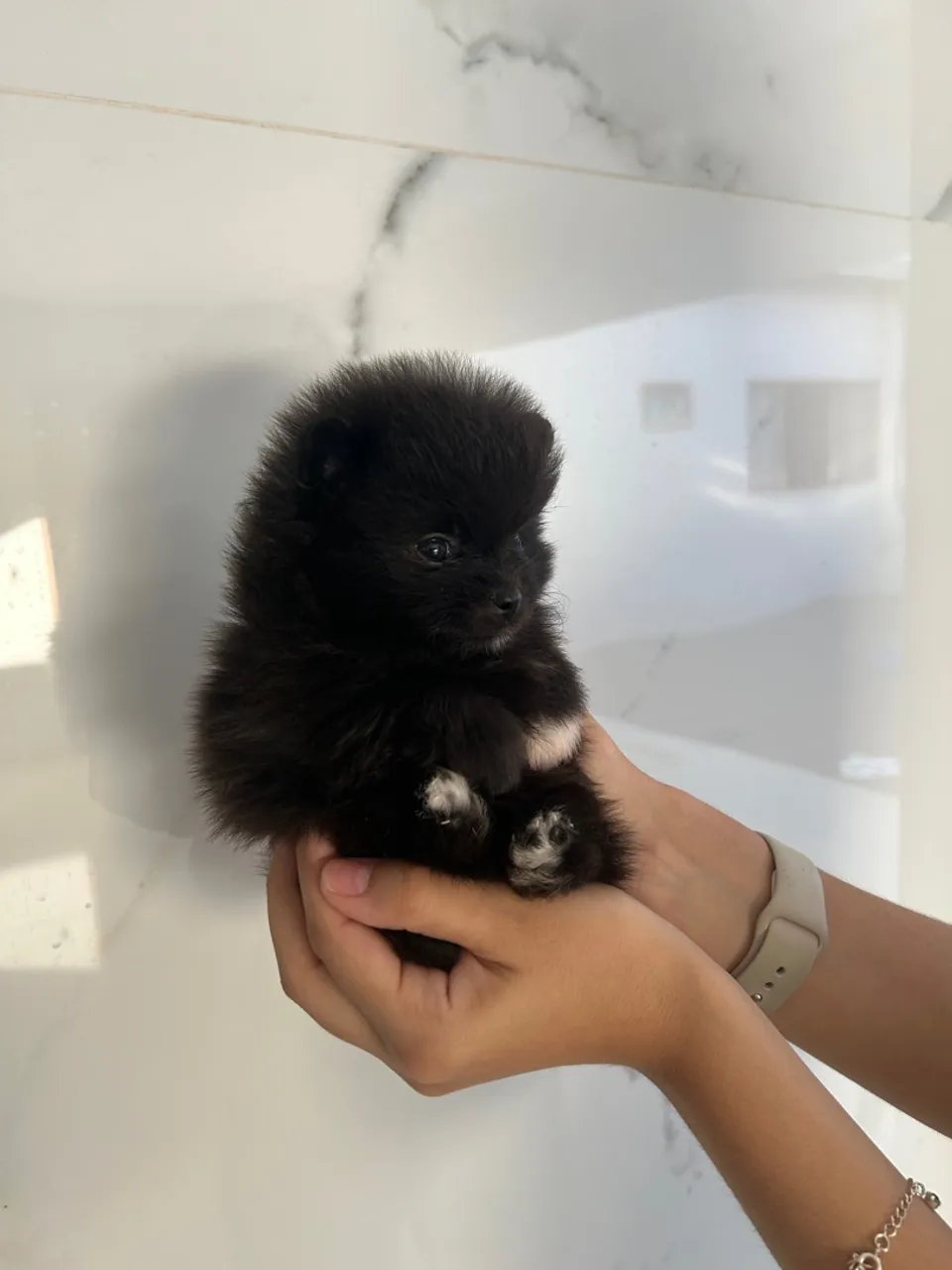 "spitz alemao preto" - Cachorros no Brasil