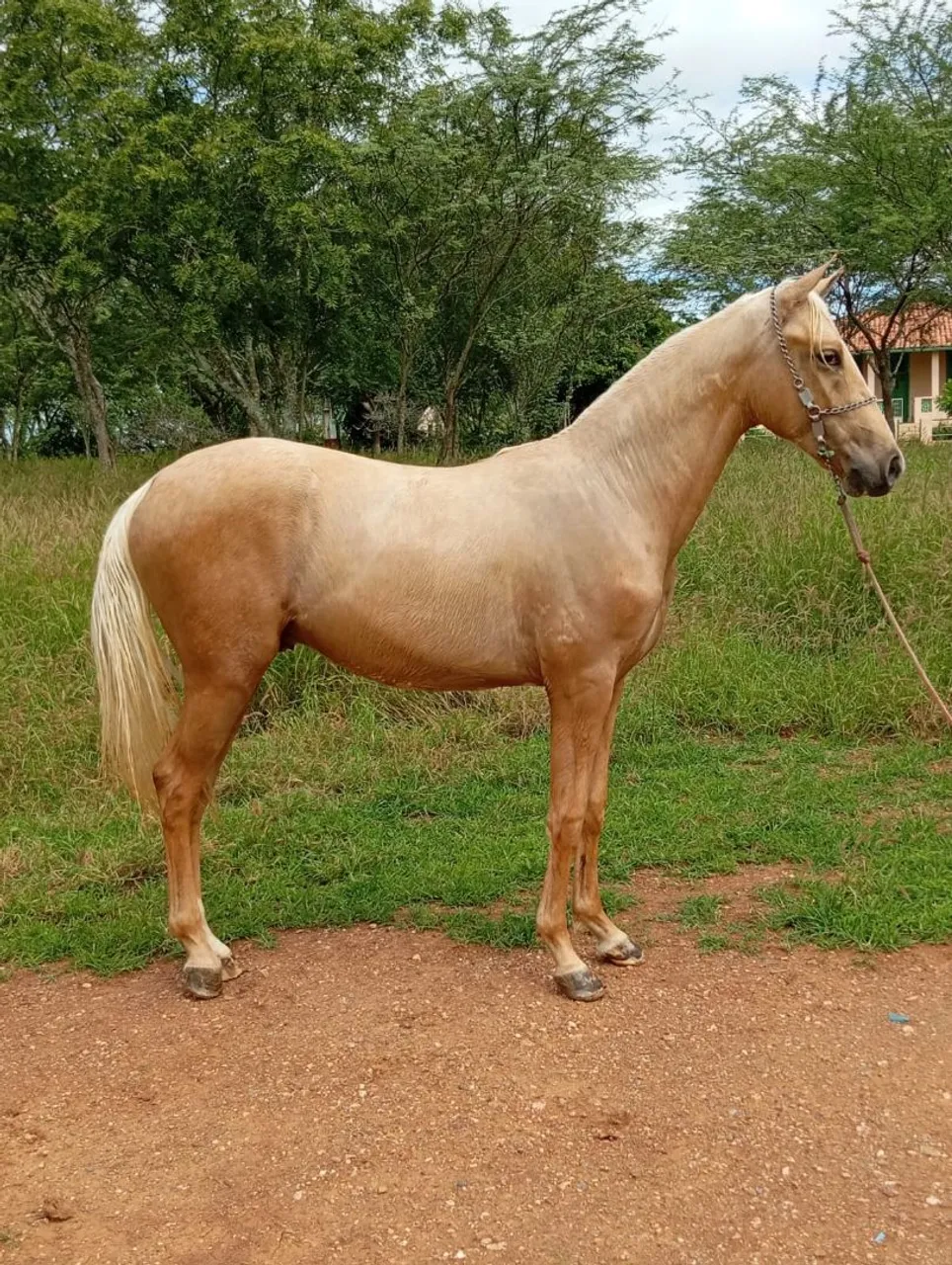 Cavalos no Brasil