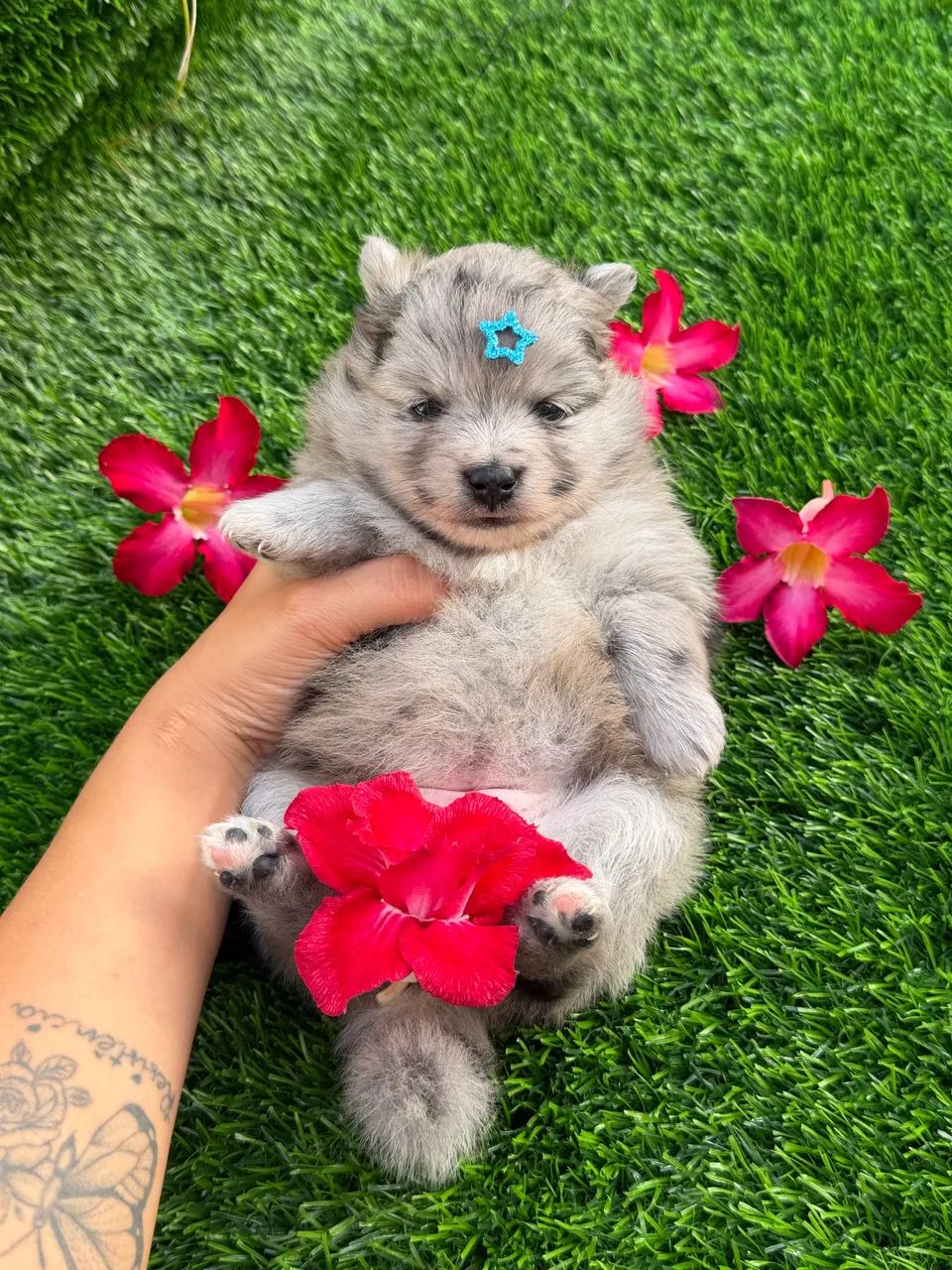 Lulu Fêmea Merle - Cachorros - Boa Viagem, Recife 1473493683 | OLX